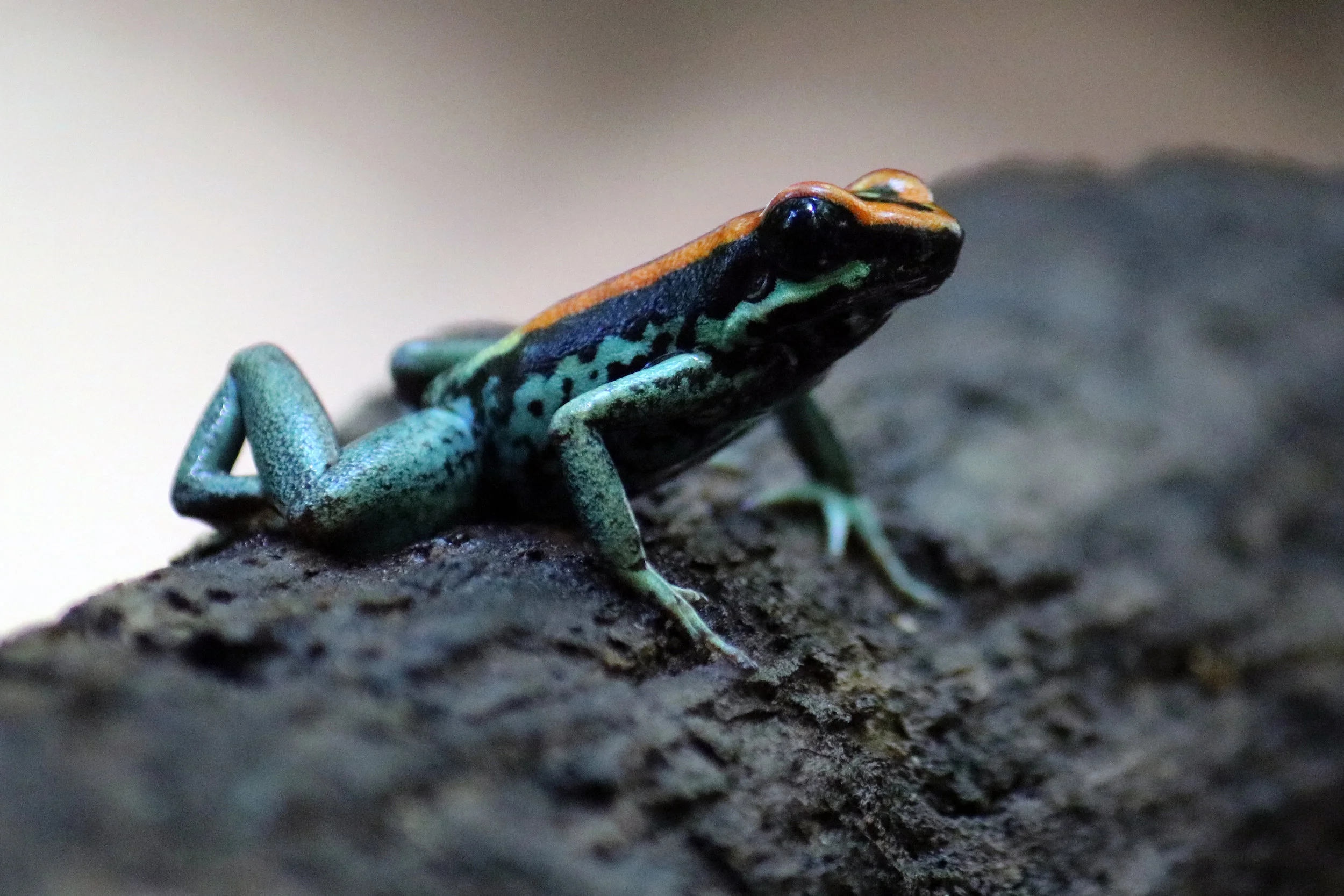 Golfodulcean Poison Frog (Phyllobates Vittatus) - Golfo Dulce Retreat ...