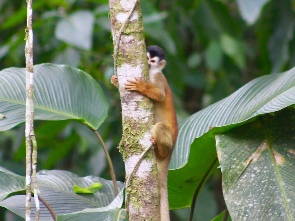 Golfo Dulce Retreat, Rainforest & Beach Ecolodge, Costa Rica