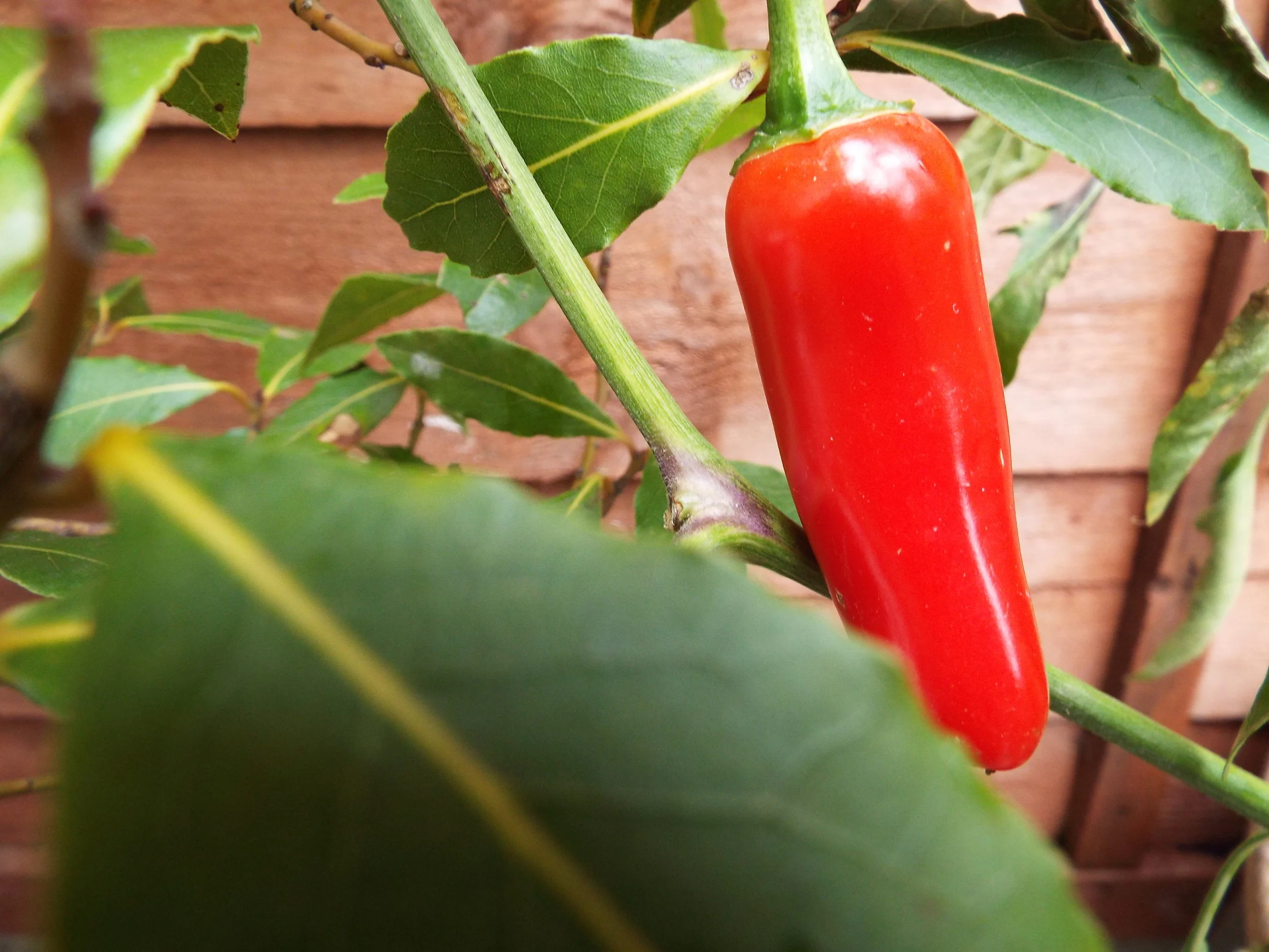 Growing Chillies in Britain - and What To Do With Them — ELEANOR SCOTT ...