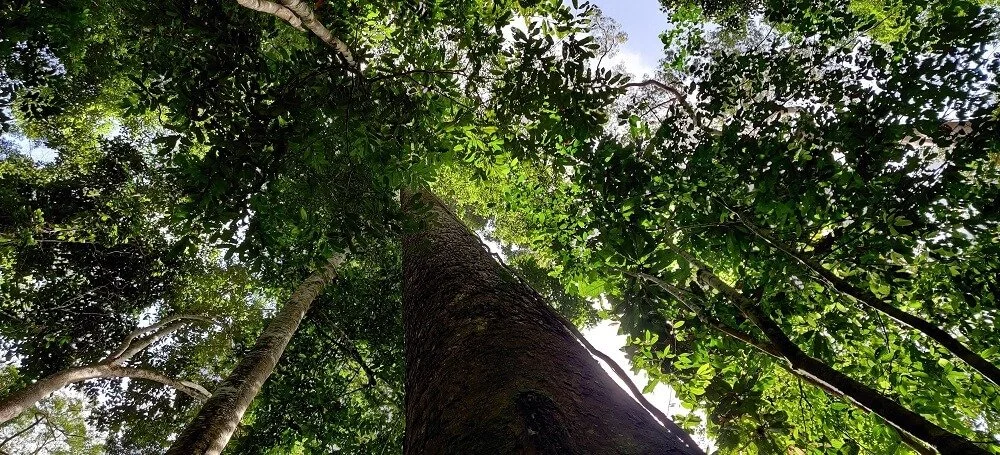 dipterocarp trees in borneo