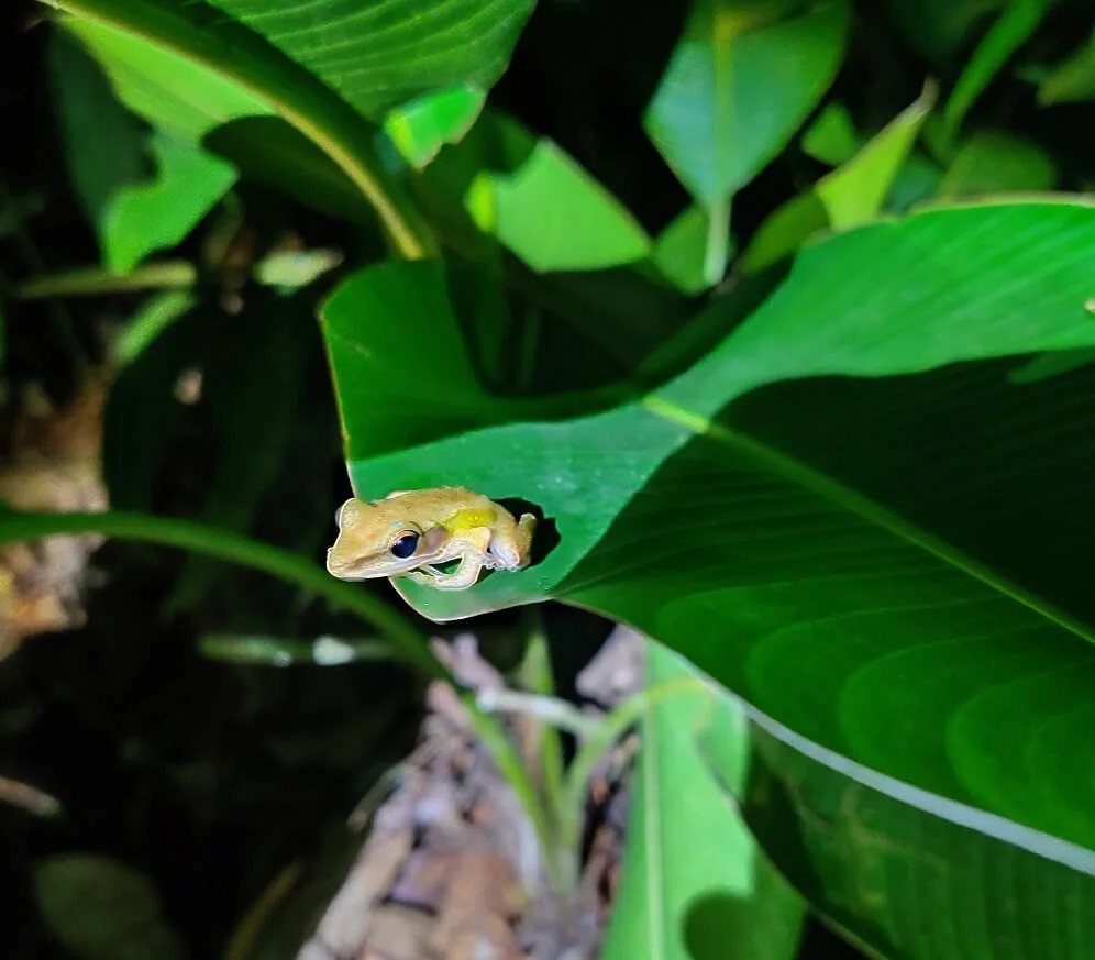 Semporna + Tawau Itinerary: Island Hopping in Sabah's Borneo East Coast Islands — The Gone Goat