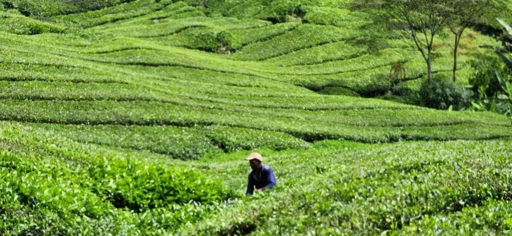 sights of cameron valley’s tea plantation