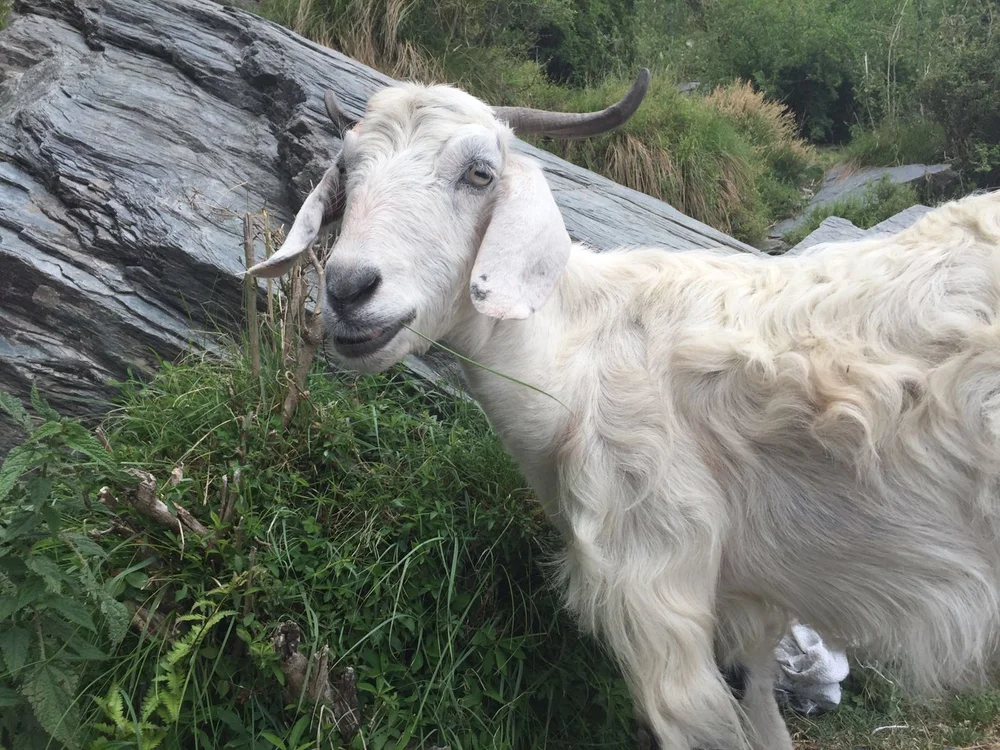 About me — The Gone Goat