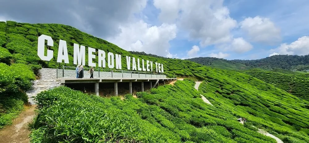 the gorgeous tea fields of cameron highlands