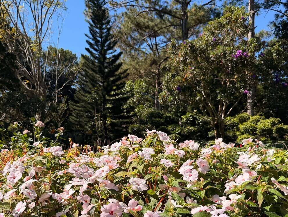 the gorgeous flowers in da lat
