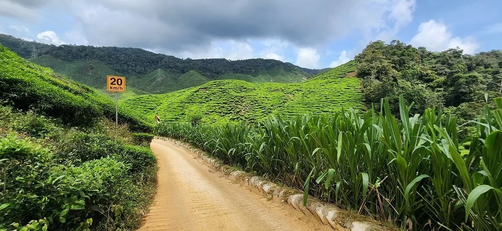My Offbeat Cameron Highlands Itinerary + Interesting Things To Do — The ...