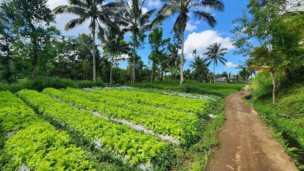 here are some of the unique things i did in tetebatu, lombok