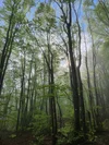 birch forests and completely shrouded in mist