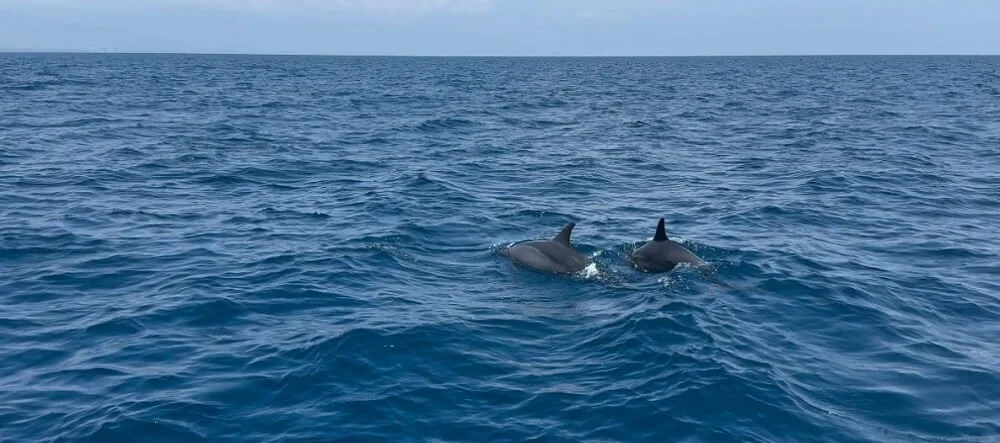 The highlight of this in bali is being able to snorkel with dolphins ...