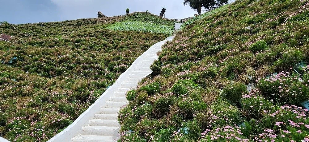 My Offbeat Cameron Highlands Itinerary + Interesting Things To Do — The ...