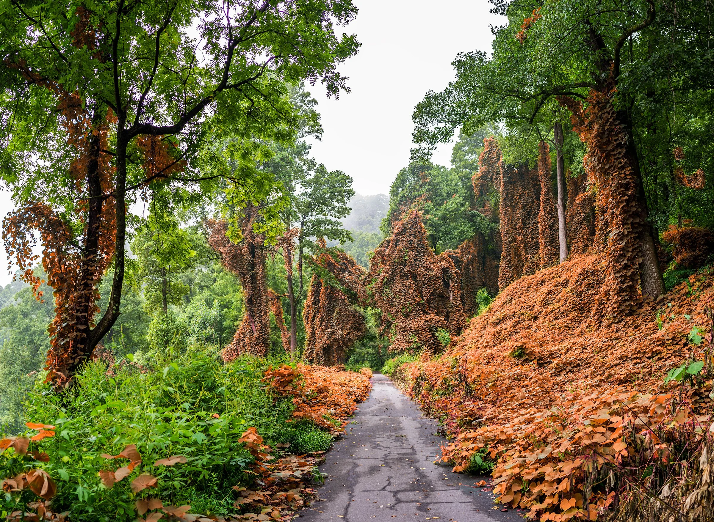 Kudzilla — CASEY LANCE BROWN