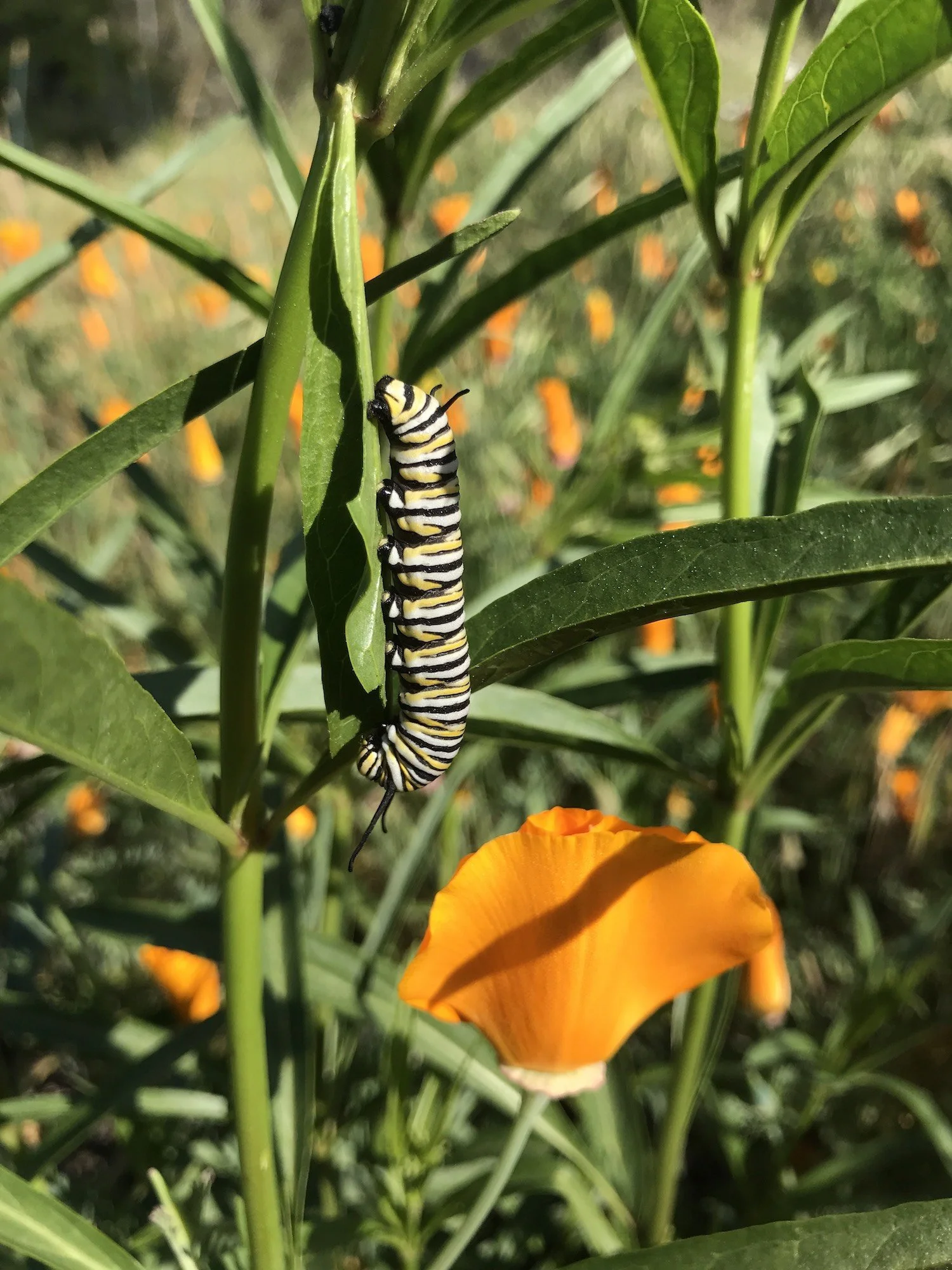Where to Find California Wildflowers in the Bay Area — Grassroots Ecology