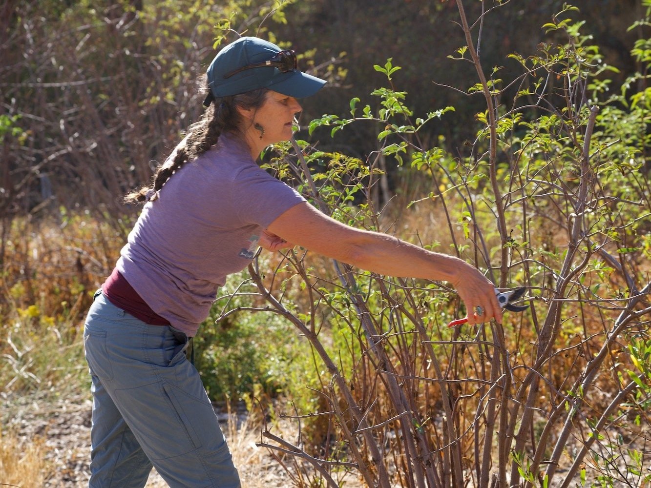 Pruning a Native Plant Garden — Grassroots Ecology