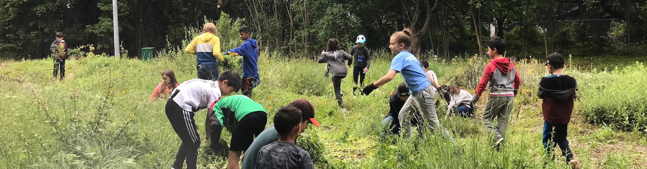 Nature Education for all ages — Grassroots Ecology