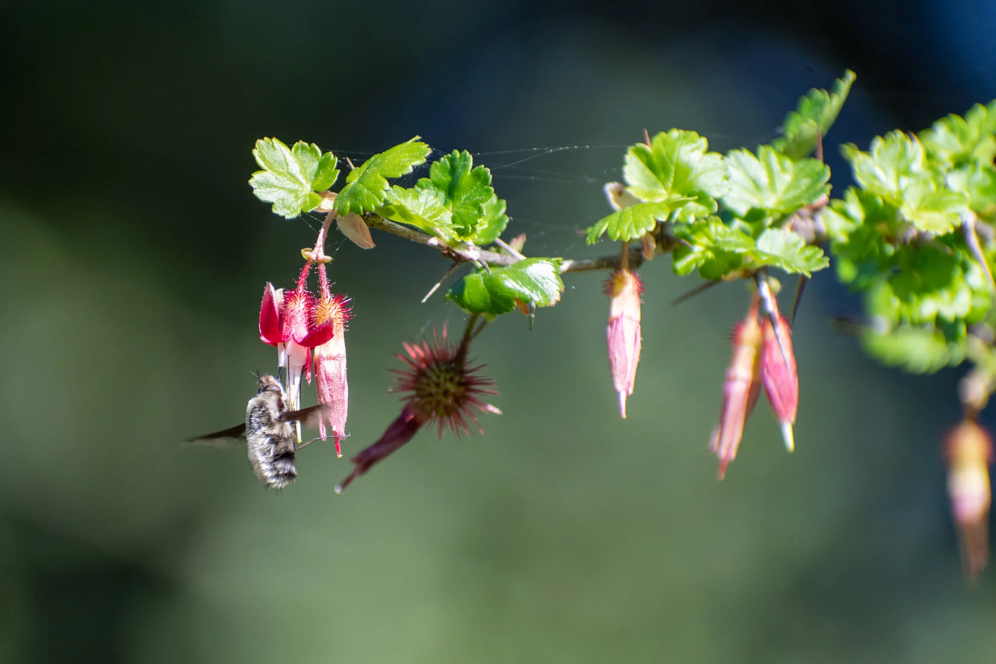 All Creatures, Especially Small — Grassroots Ecology