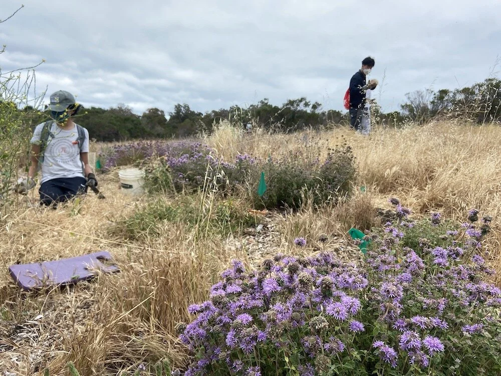 Volunteer Outdoors in Palo Alto at Pearson-Arastradero Preserve ...