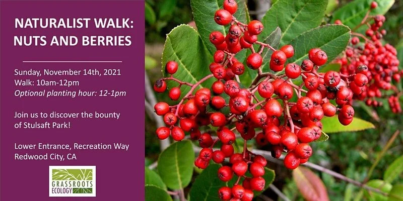 Naturalist Walk: Nuts and Berries at Stulsaft Park — Grassroots Ecology
