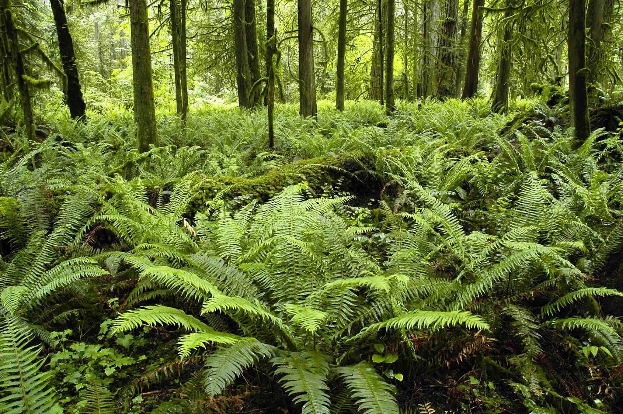Native Plant of the Month: Western Sword Fern — Grassroots Ecology
