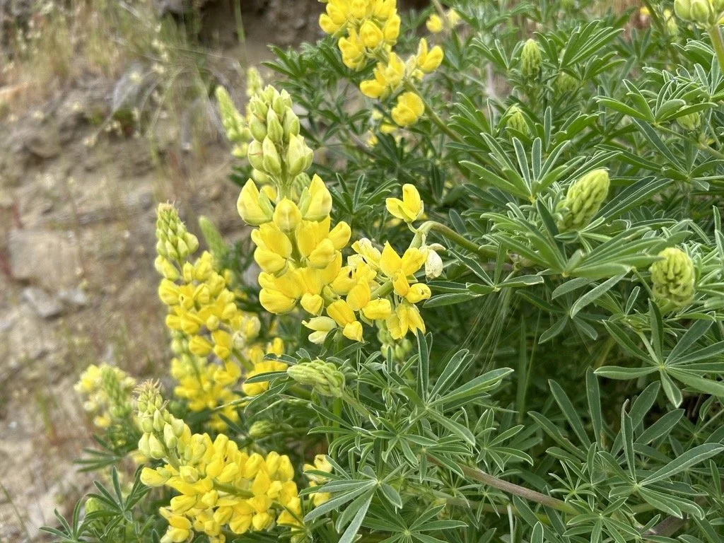 Native Plant of the Month: Coastal Bush Lupine — Grassroots Ecology
