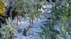 Native Plant of the Month: Silver Bush Lupine — Grassroots Ecology