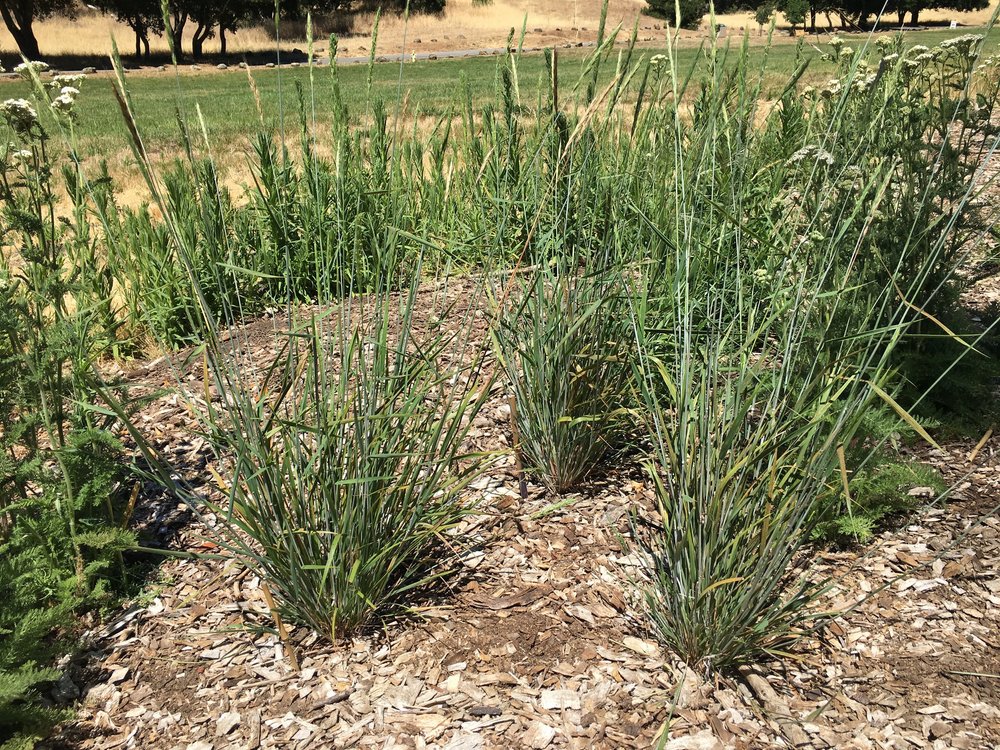 Native Plant of the Month: California Native Bunchgrasses — Grassroots ...