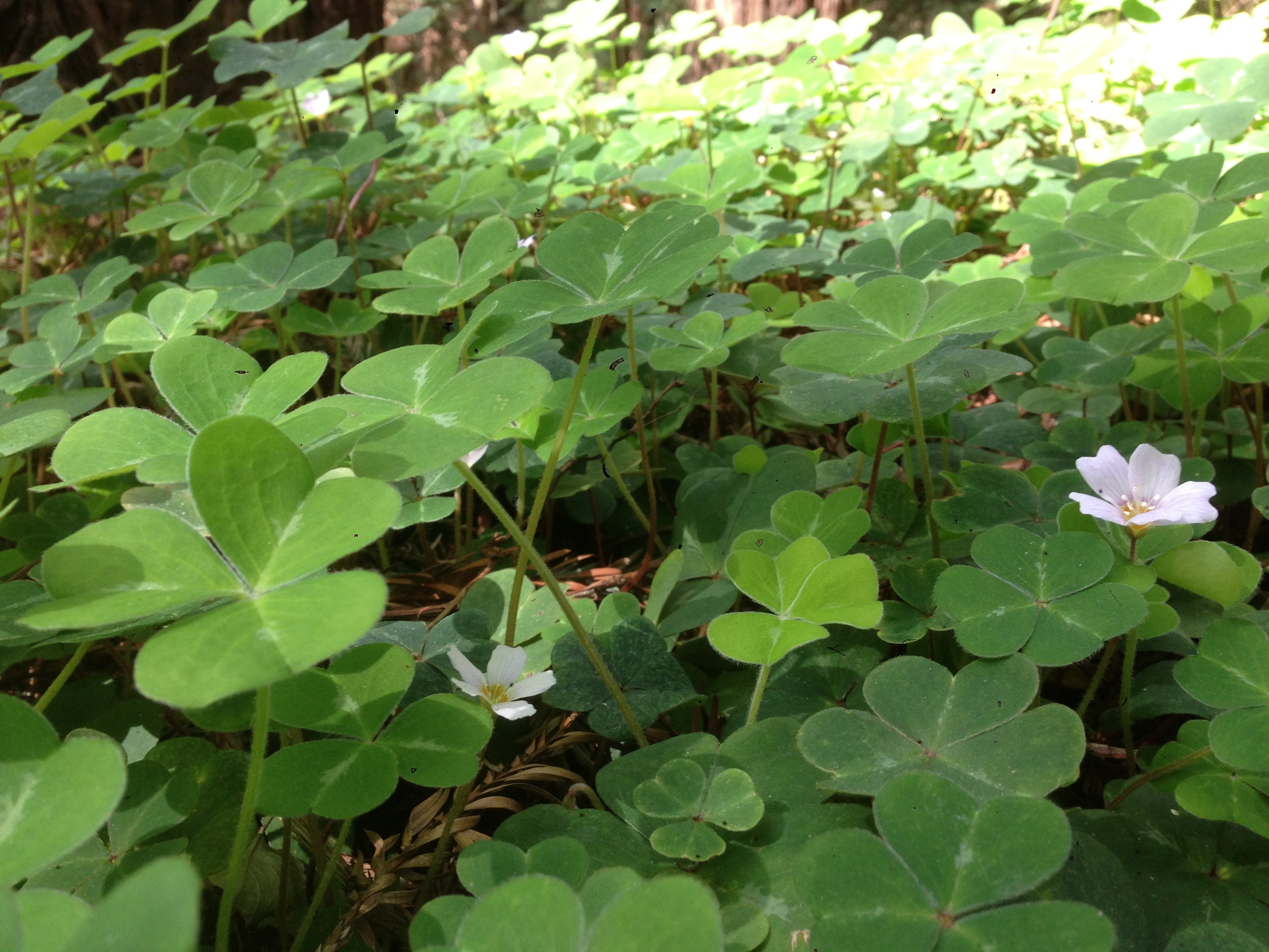 Native Plant of the Month: Redwood Sorrel — Grassroots Ecology
