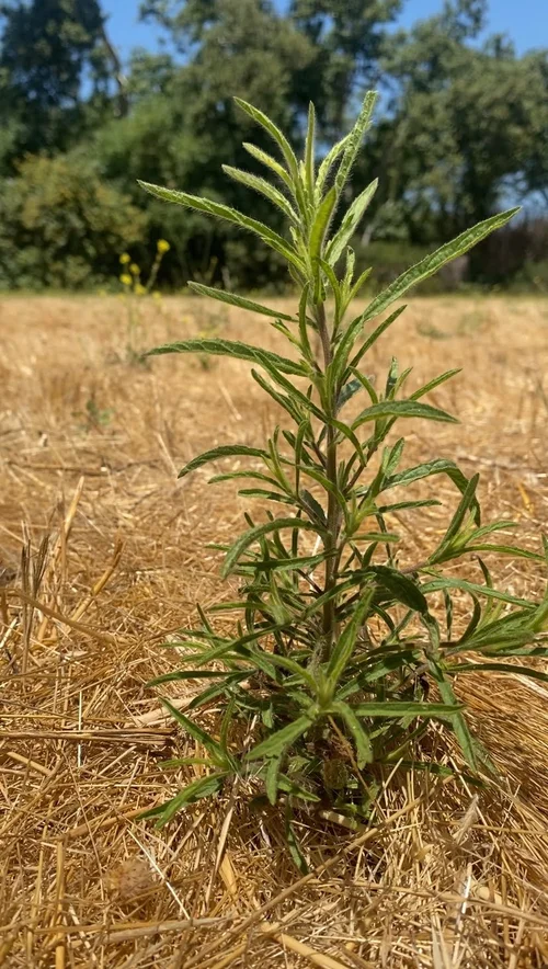 Plant of the Month: Stinkwort — Grassroots Ecology