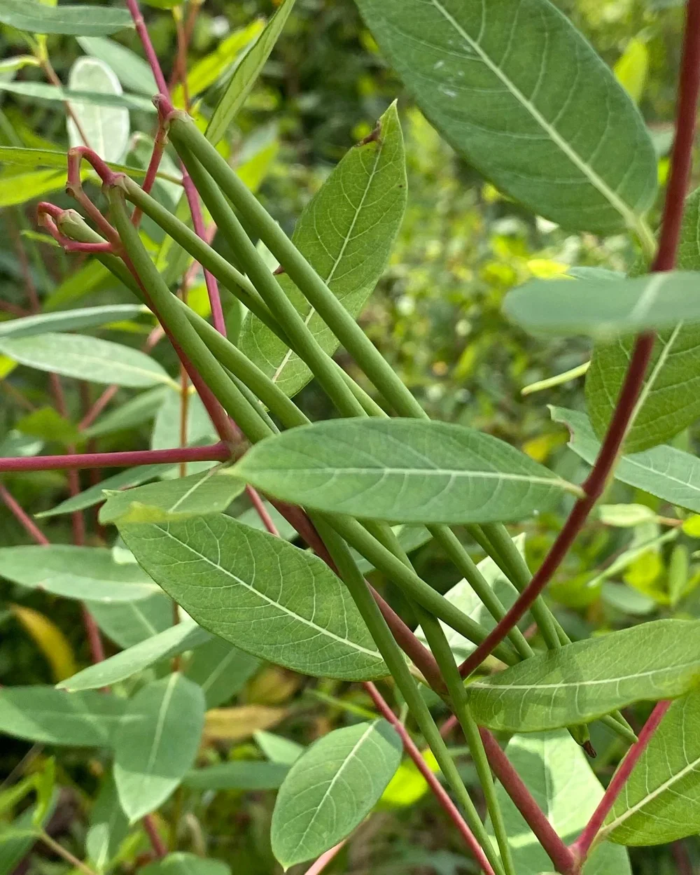 Native Plant of the Month: Hemp Dogbane — Grassroots Ecology