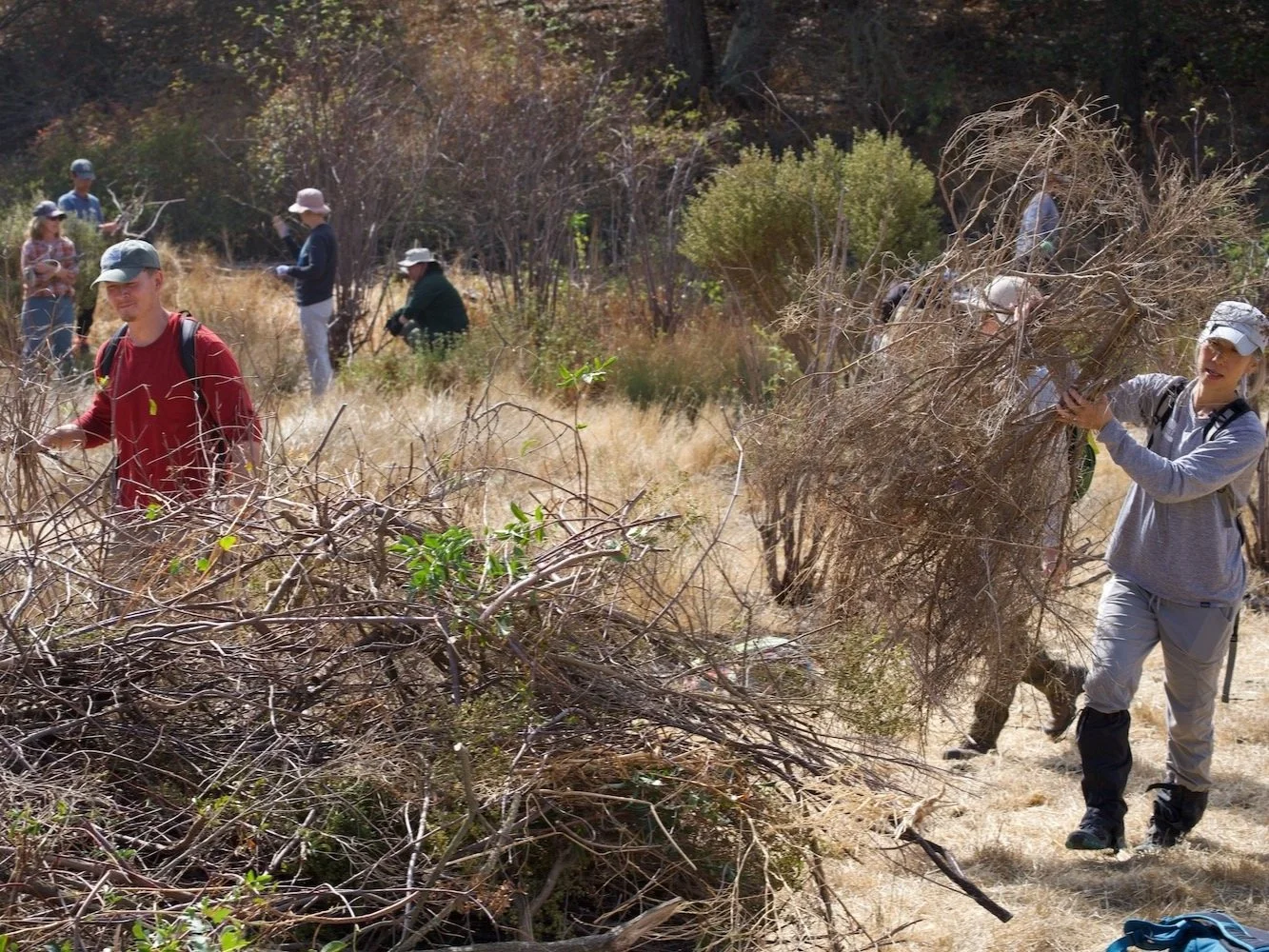Pruning a Native Plant Garden — Grassroots Ecology