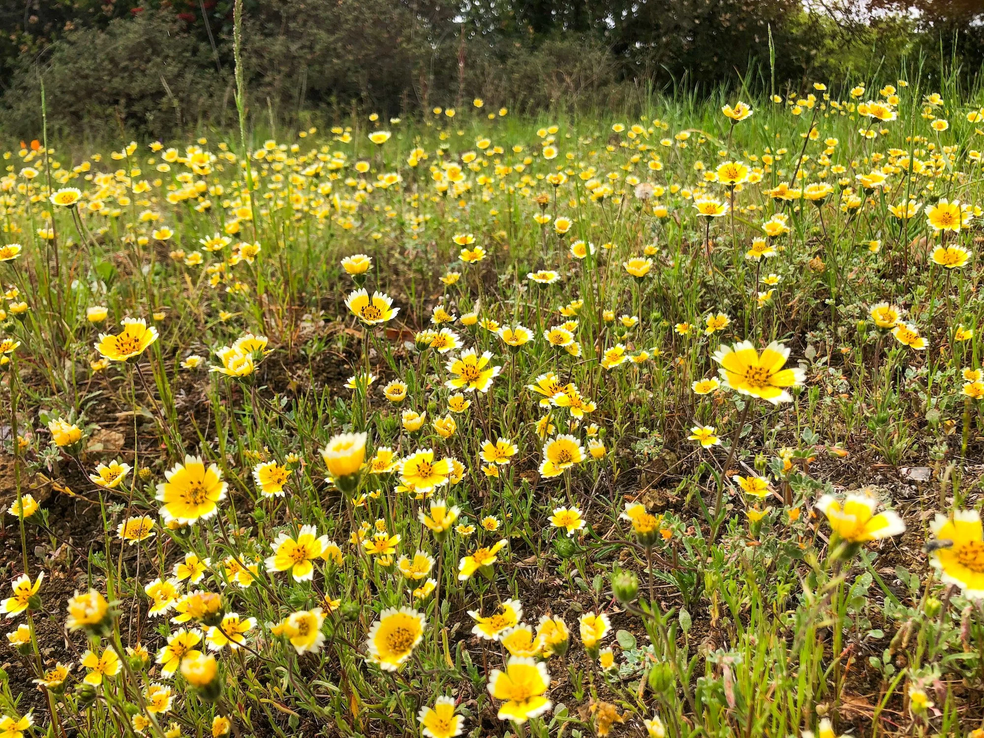 Where to Find California Wildflowers in the Bay Area — Grassroots Ecology