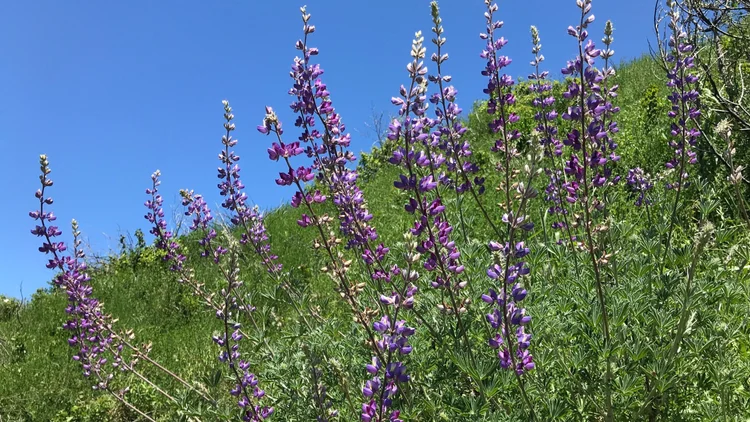 Native Plant of the Month: Silver Bush Lupine — Grassroots Ecology