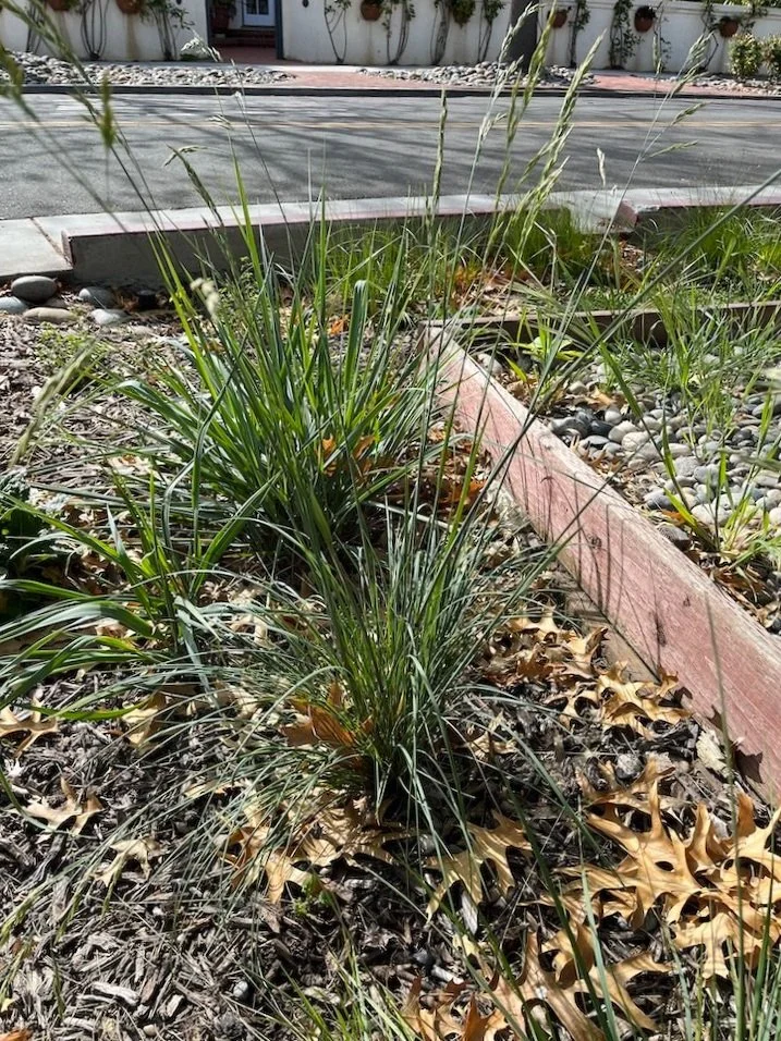 California Native Plant: California Fescue — Grassroots Ecology
