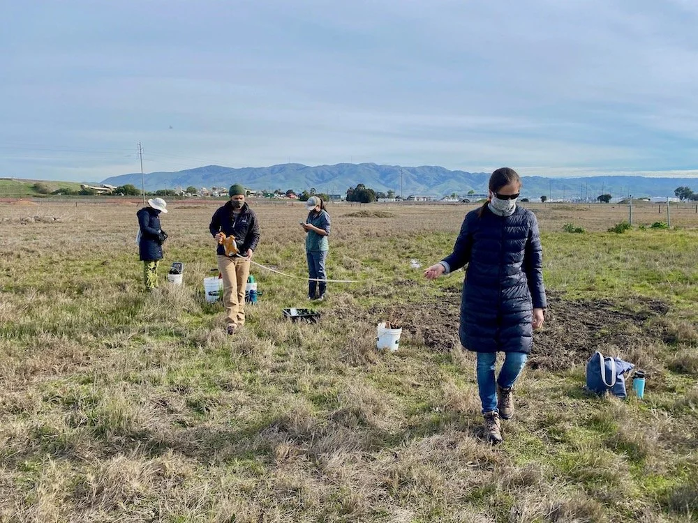 Volunteer Outdoors in San Jose at Alviso Bufferlands — Grassroots Ecology