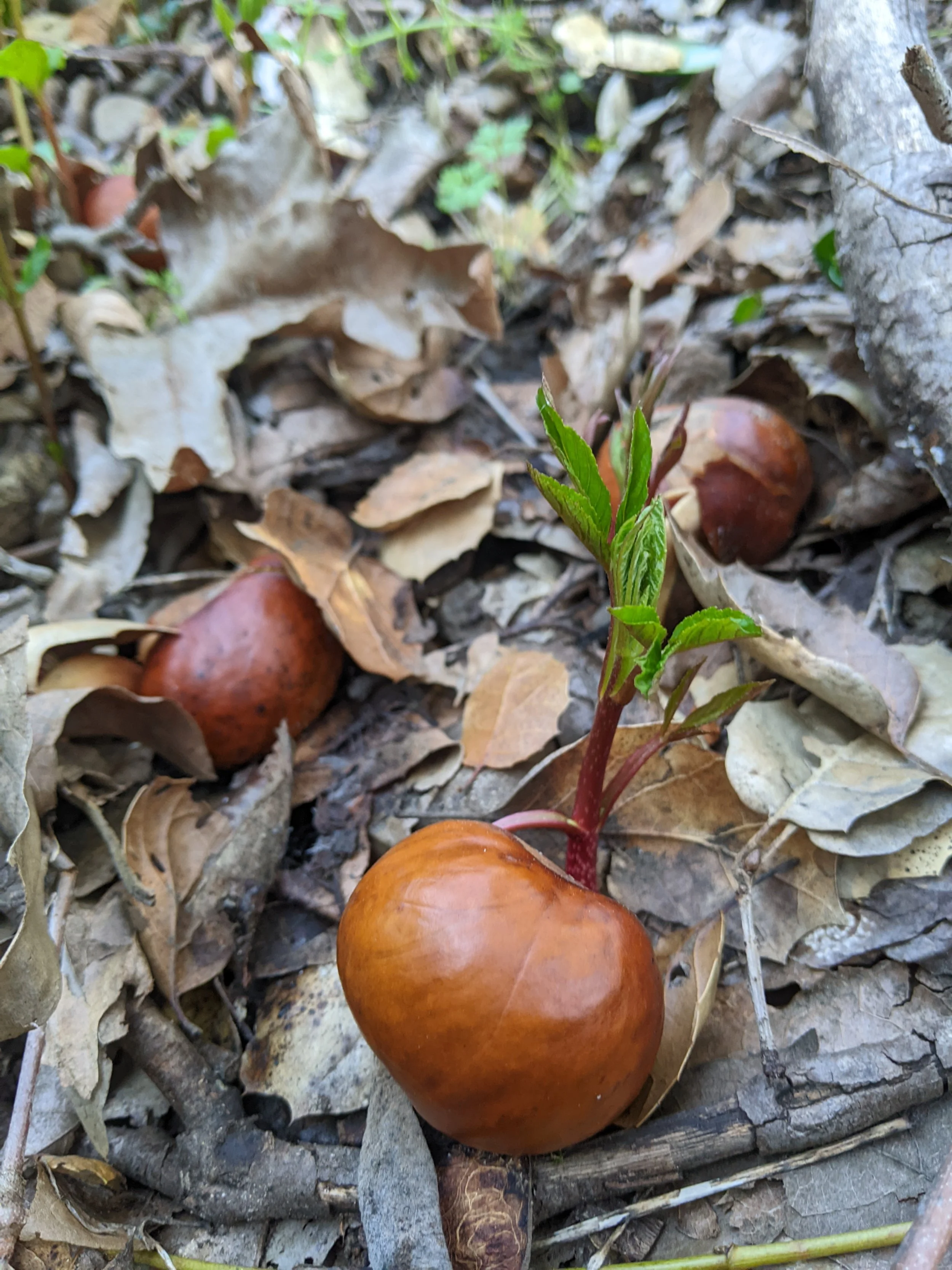 Native Plant of the Month: California Buckeye — Grassroots Ecology