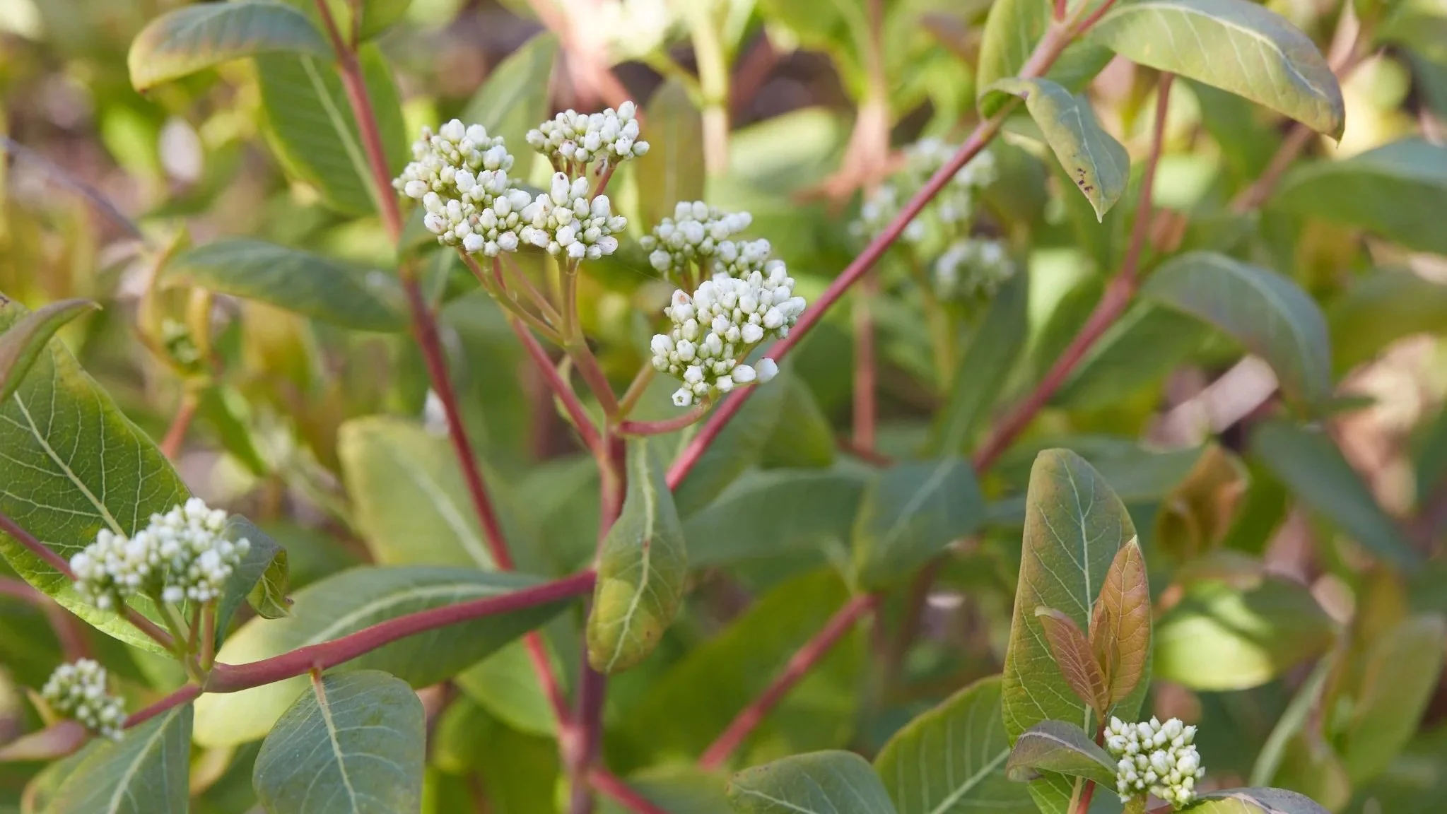 Native Plant of the Month: Hemp Dogbane — Grassroots Ecology