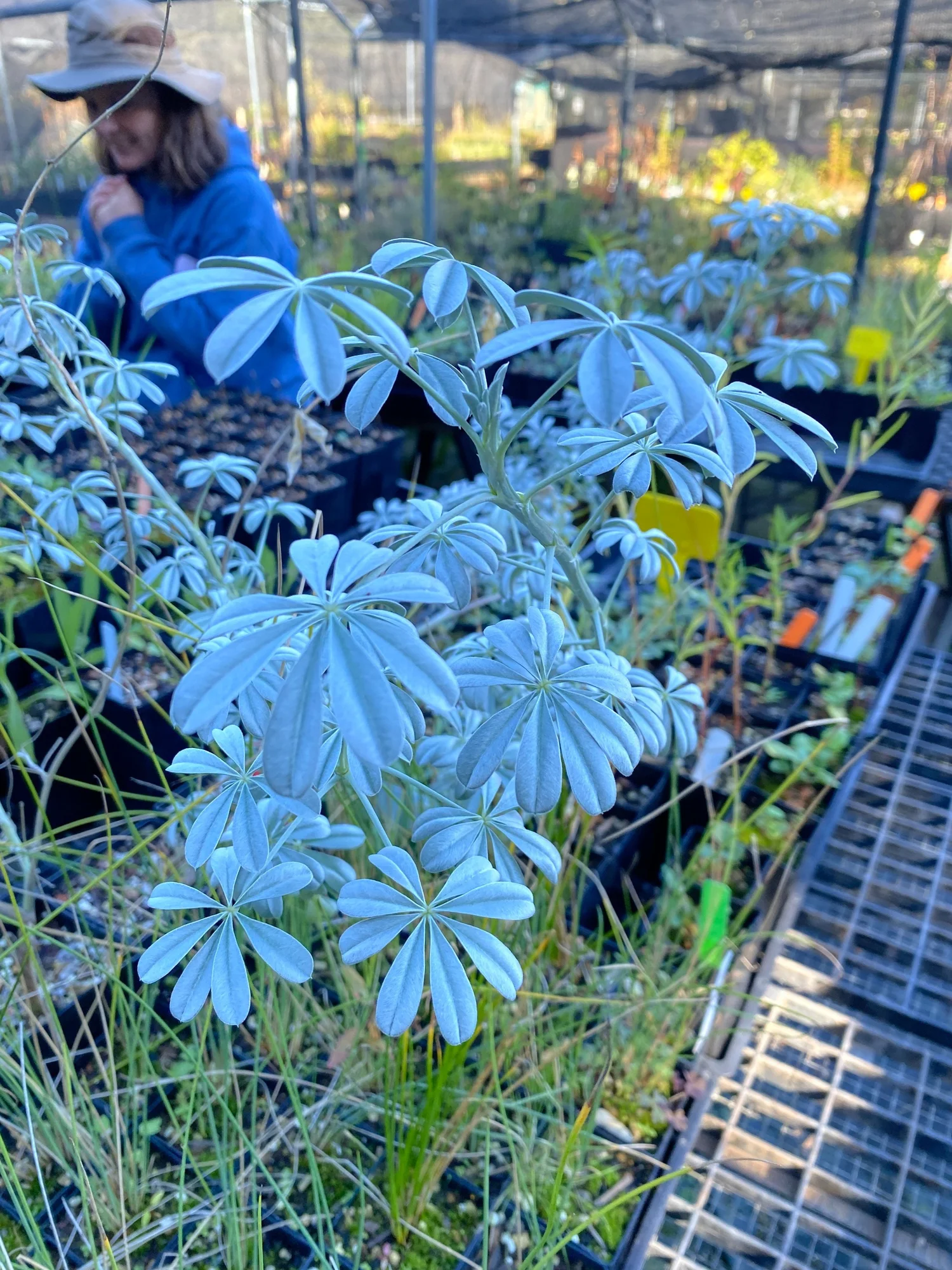 Native Plant of the Month: Silver Bush Lupine — Grassroots Ecology