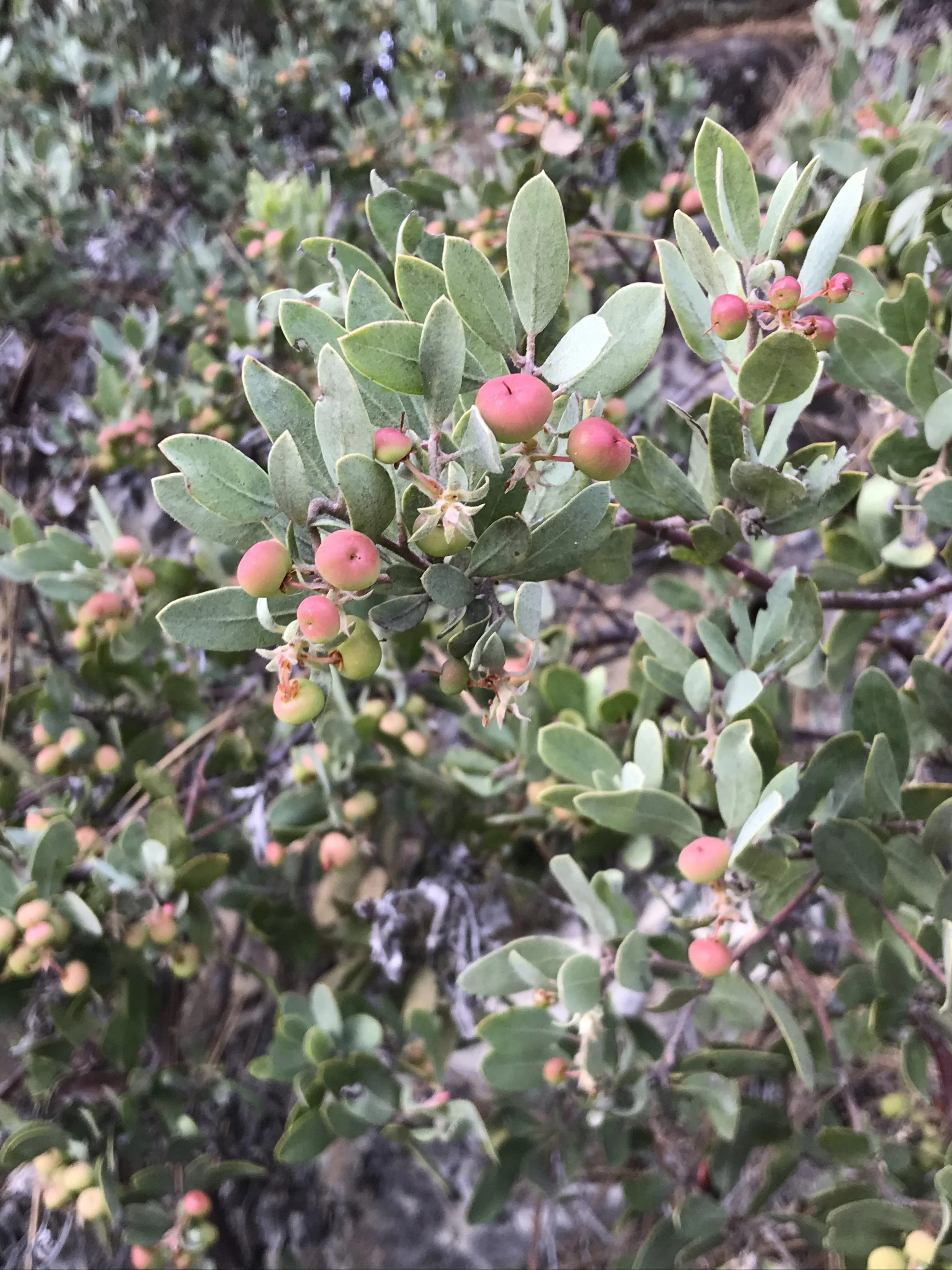 Native Plant of the Month: Manzanita — Grassroots Ecology