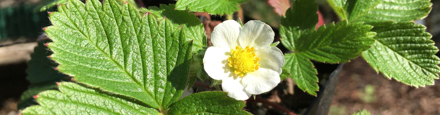 Native Plant of the Month: Strawberry — Grassroots Ecology