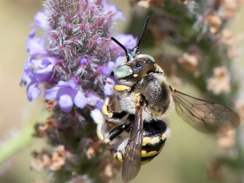 Volunteer Outdoors in Cupertino at McClellan Ranch Preserve ...