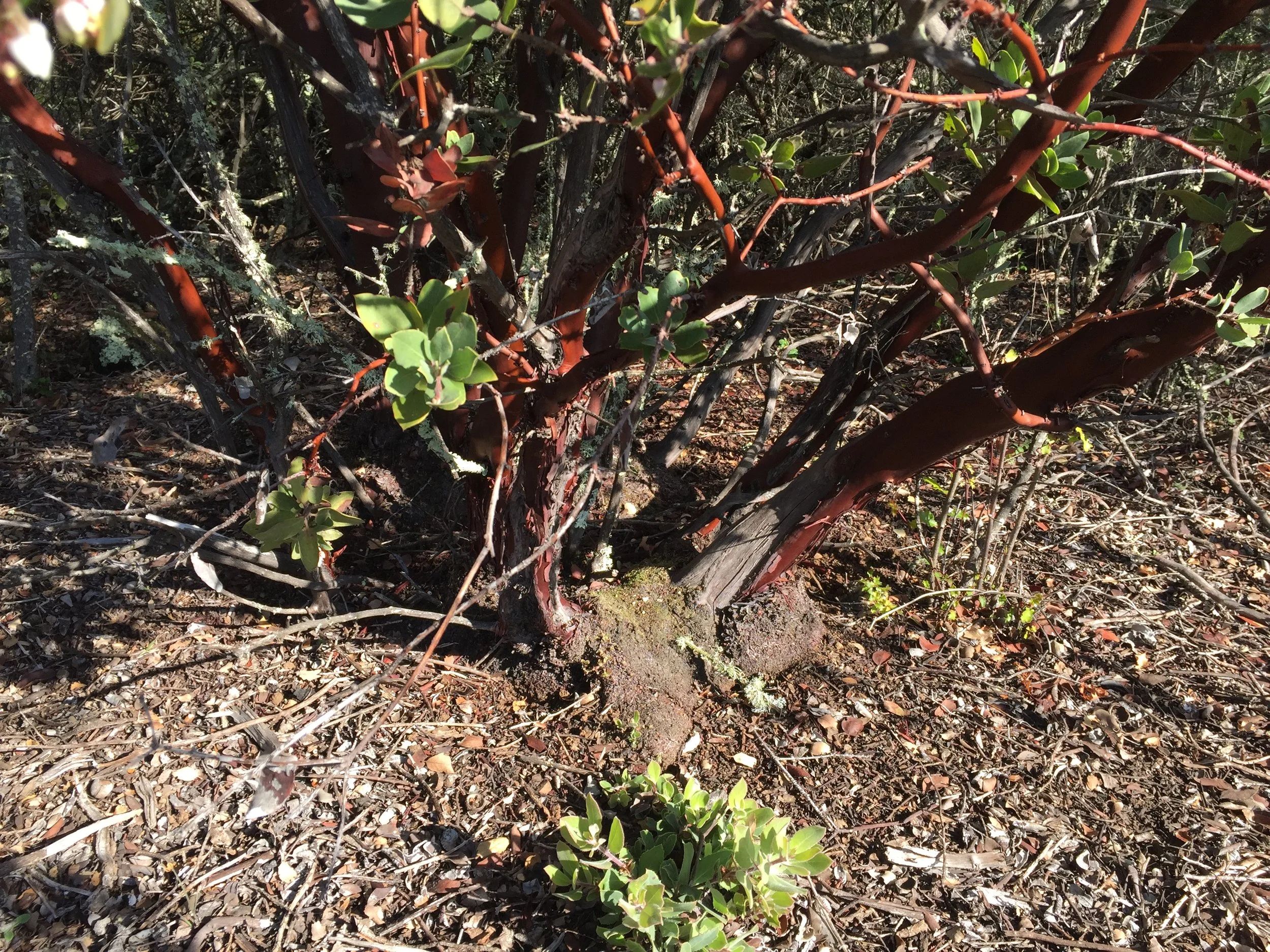 Native Plant of the Month: Brittleleaf Manzanita — Grassroots Ecology