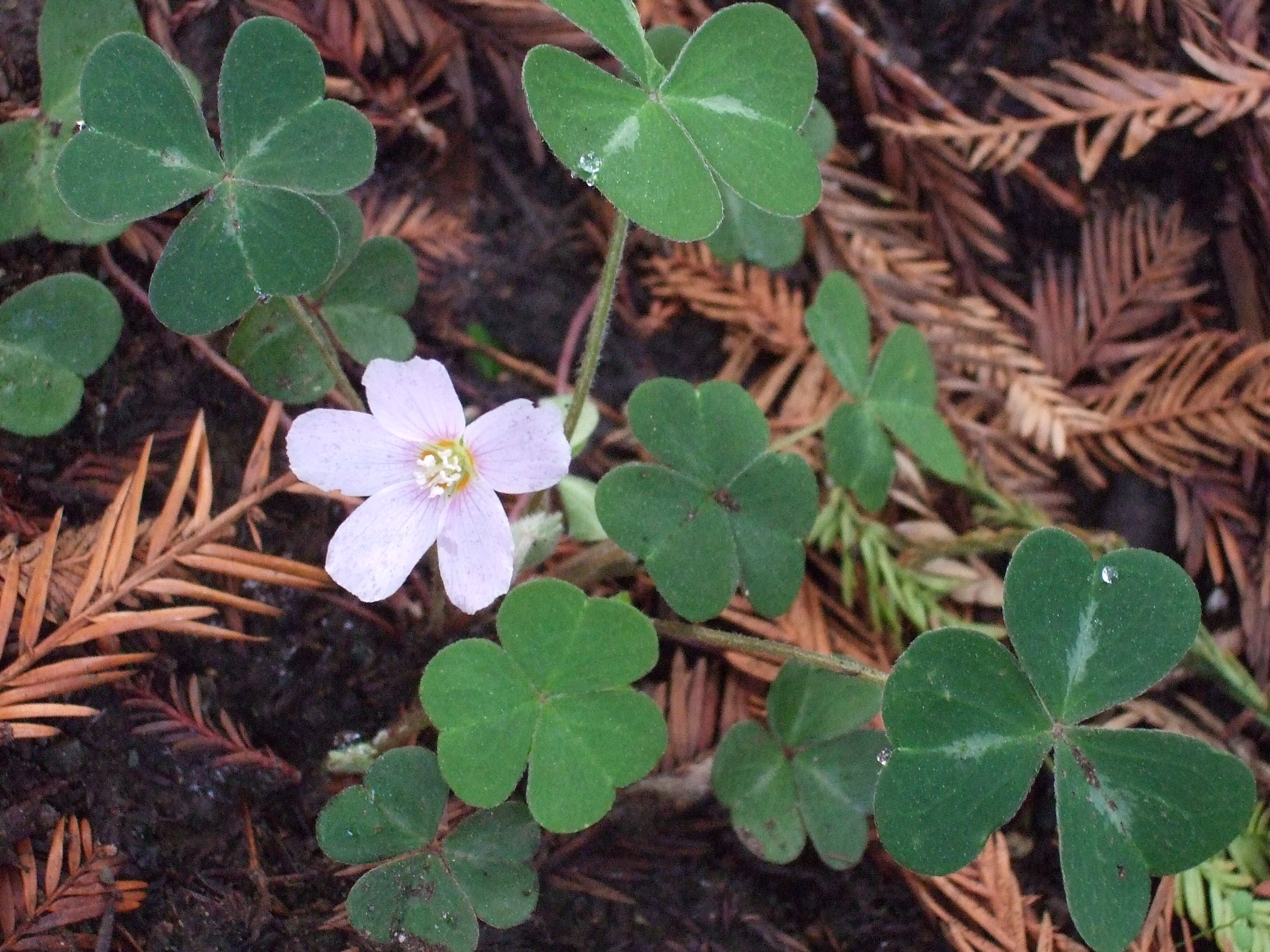 Native Plant of the Month: Redwood Sorrel — Grassroots Ecology
