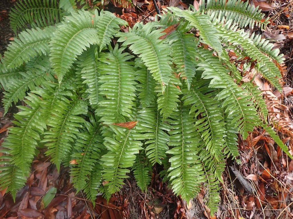 Native Plant of the Month: Western Sword Fern — Grassroots Ecology