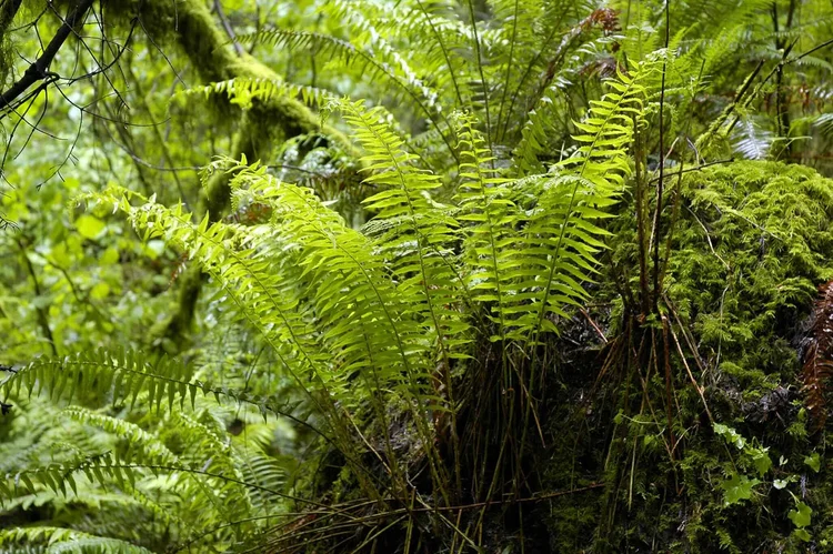 Native Plant of the Month: Western Sword Fern — Grassroots Ecology