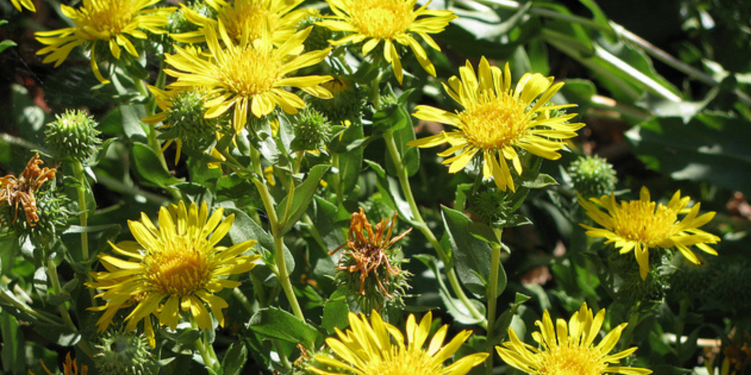 Native Plant of the Month: Hairy Gumplant — Grassroots Ecology