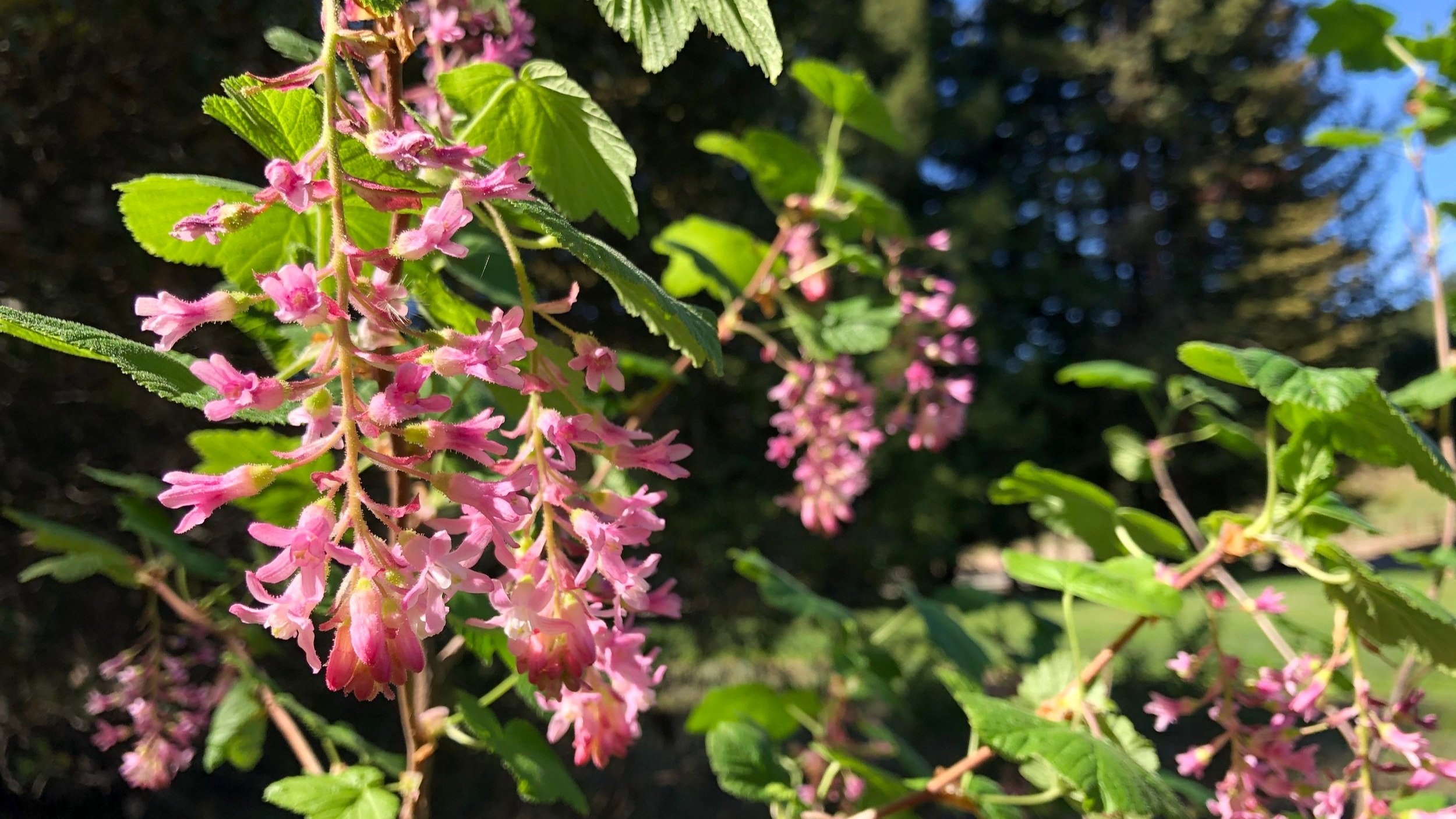 Native Plant of the Month: Pink-flowering Currant — Grassroots Ecology