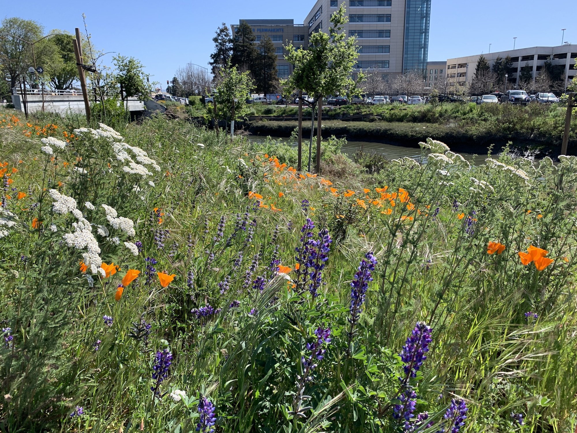Where to Find California Wildflowers in the Bay Area — Grassroots Ecology