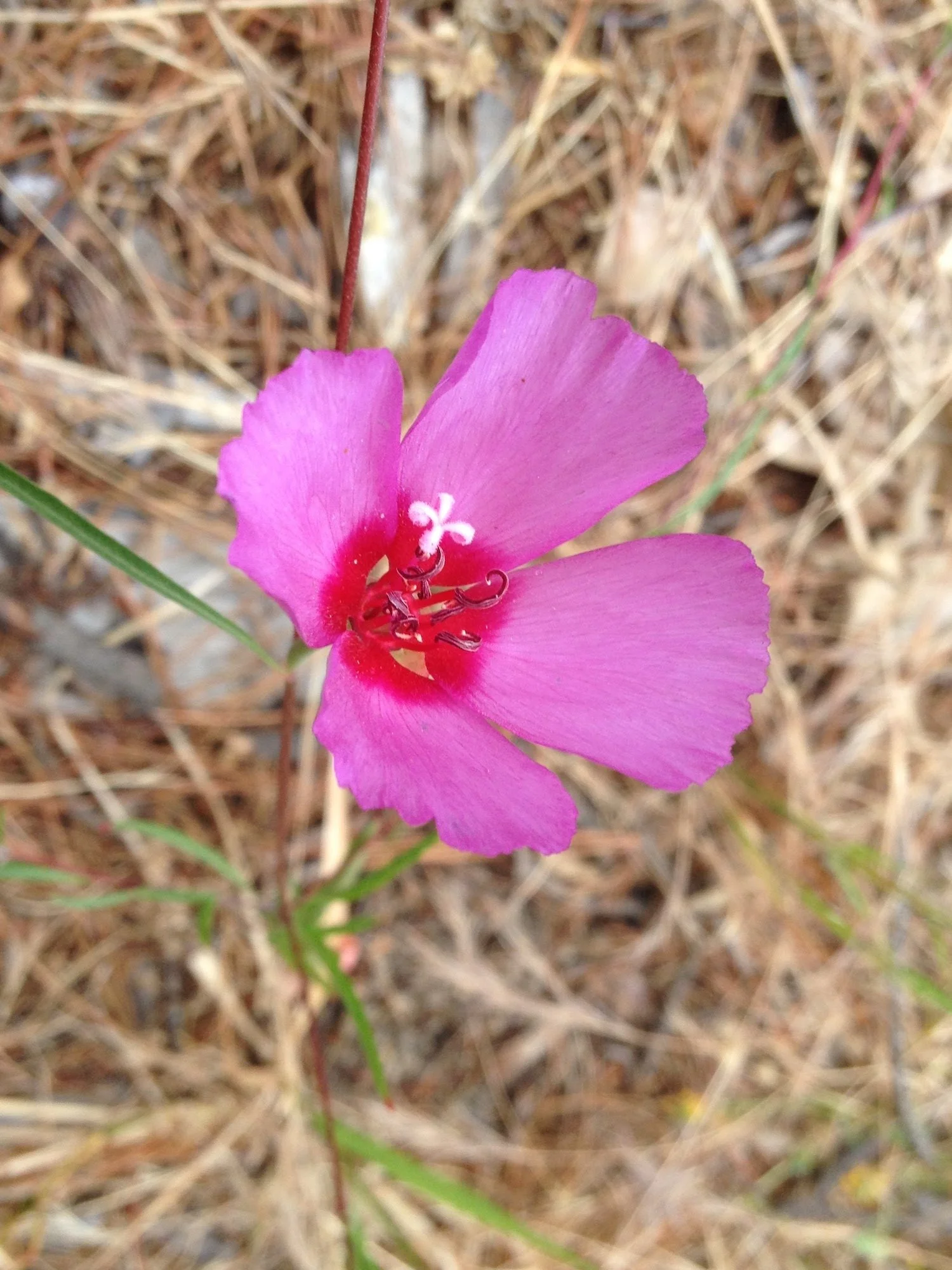 Where to Find California Wildflowers in the Bay Area — Grassroots Ecology