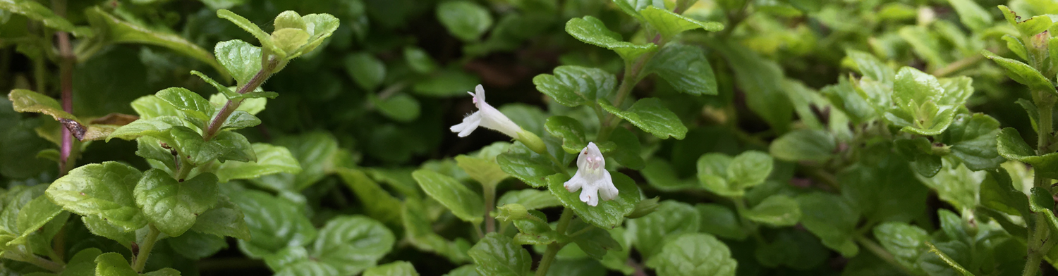 California Native Plant: Yerba Buena — Grassroots Ecology