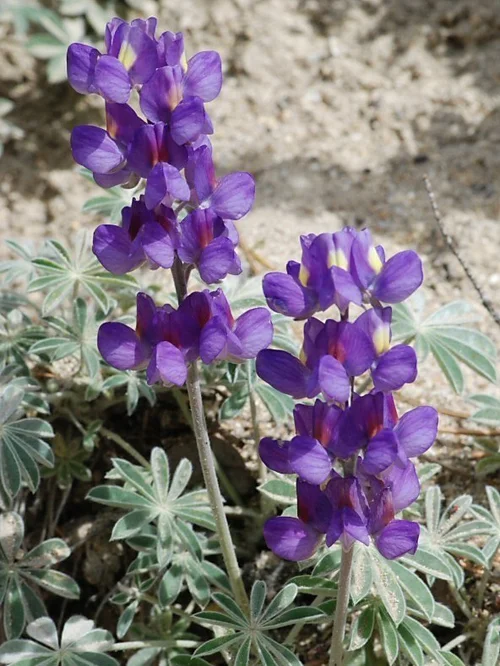 Native Plant of the Month: Silver Bush Lupine — Grassroots Ecology