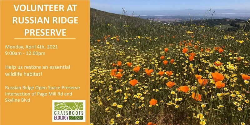 Volunteer at Russian Ridge Open Space Preserve — Grassroots Ecology